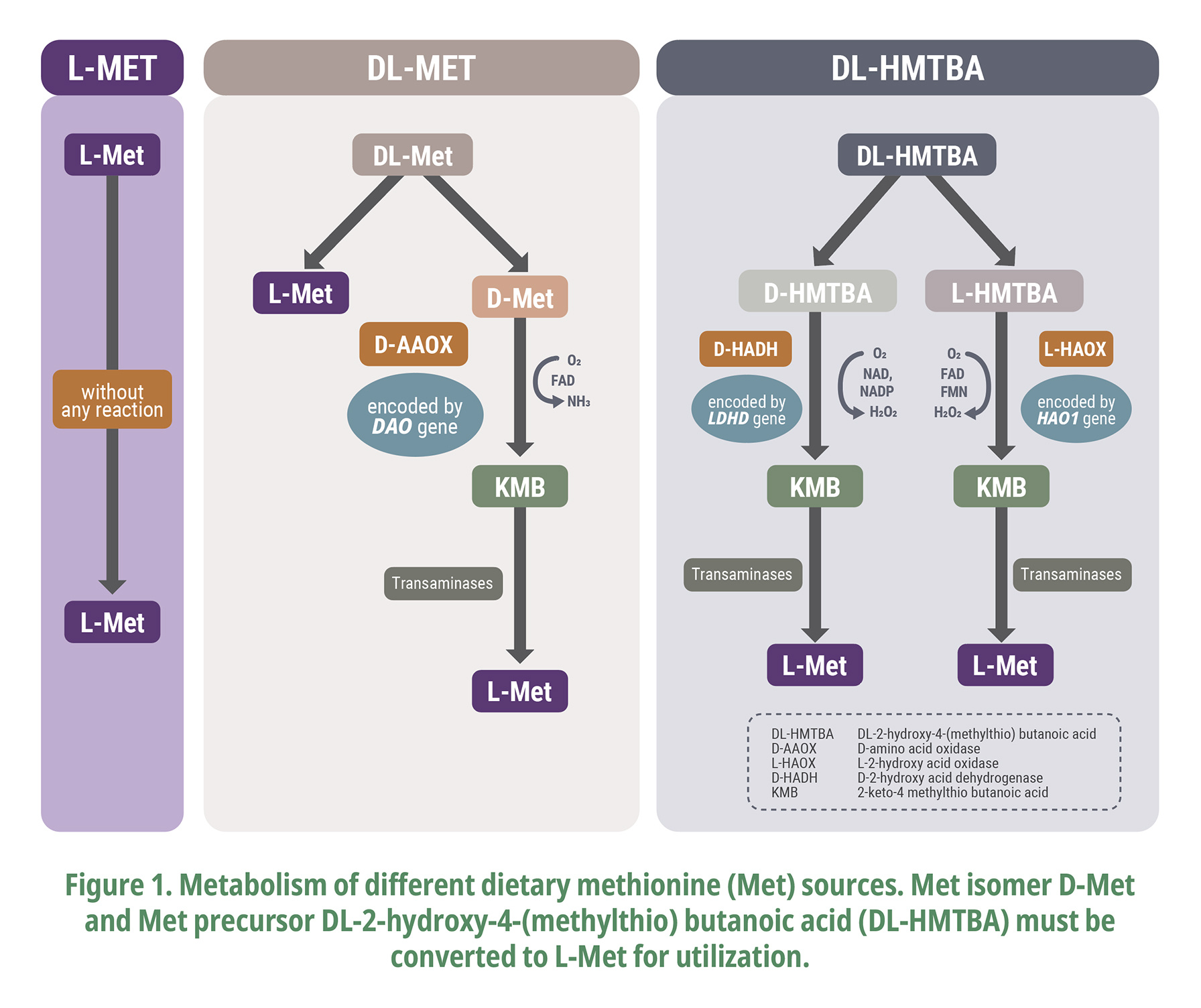 Methionine hydroxy analogue (DL-HMTBA) and DL-methionine can be replaced with 67 % and 90.5 % of ...